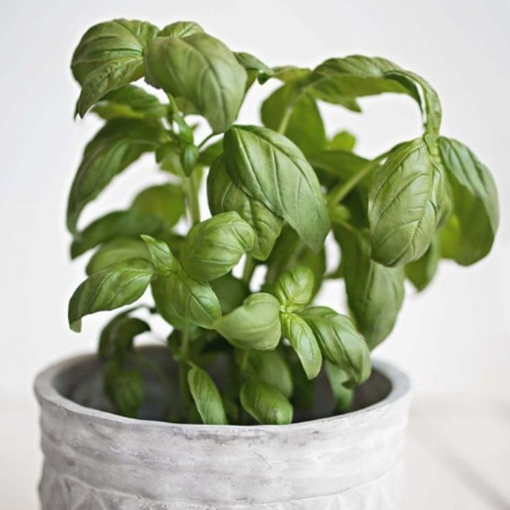 Here Are the 15 Luckiest Plants for Your Home - Home Network