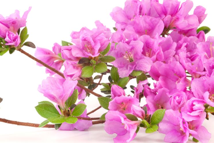 These Are the 20 Most High-Maintenance Plants – Can You Handle Them ...