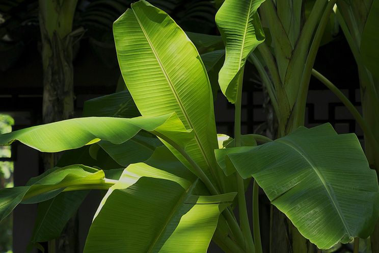 These Are the 20 Most High-Maintenance Plants – Can You Handle Them ...