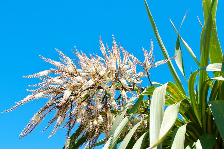 These Are the 20 Most High-Maintenance Plants – Can You Handle Them ...