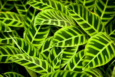 These Are the 20 Most High-Maintenance Plants – Can You Handle Them ...