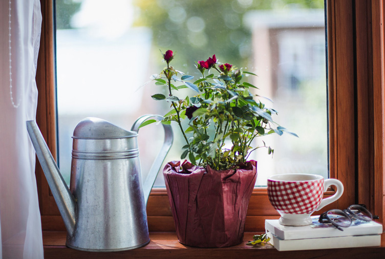 These Are the 20 Most High-Maintenance Plants – Can You Handle Them ...
