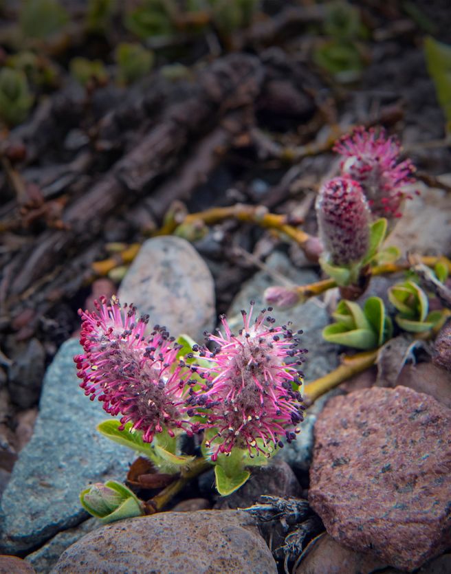 15 Exotic Plants and Trees That Are Surprisingly Canadian