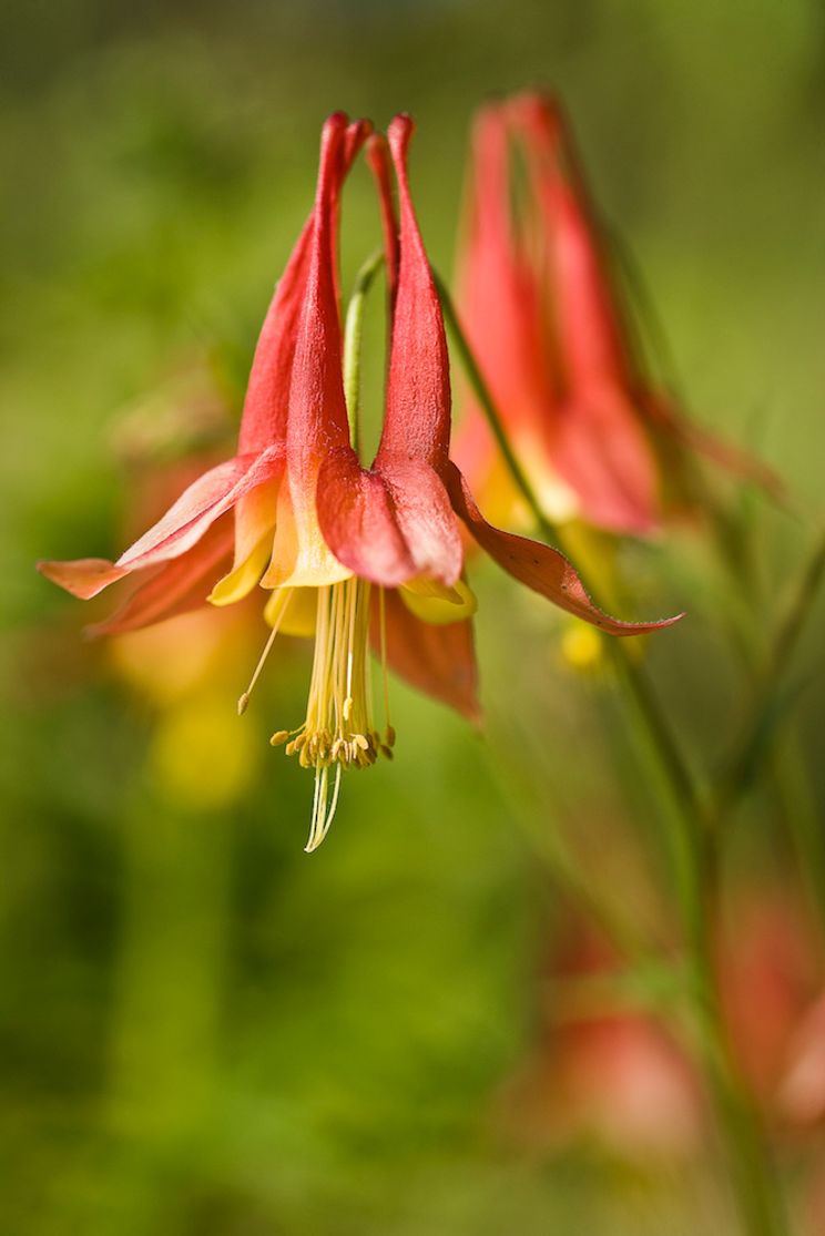 15 Exotic Plants and Trees That Are Surprisingly Canadian