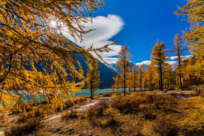 15 Exotic Plants and Trees That Are Surprisingly Canadian