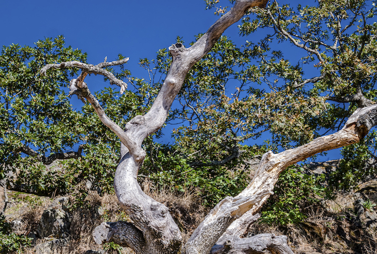15 Exotic Plants and Trees That Are Surprisingly Canadian