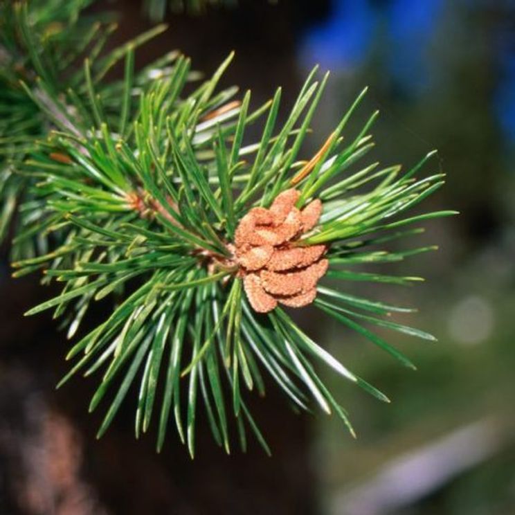 Native Canadian Plants to Grow by Province