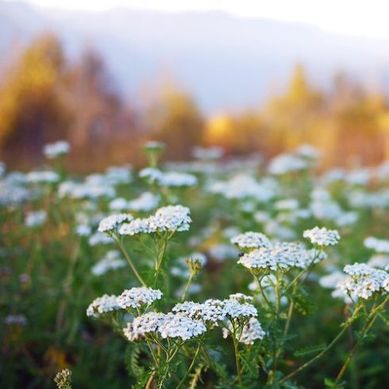 Native Canadian Plants to Grow by Province