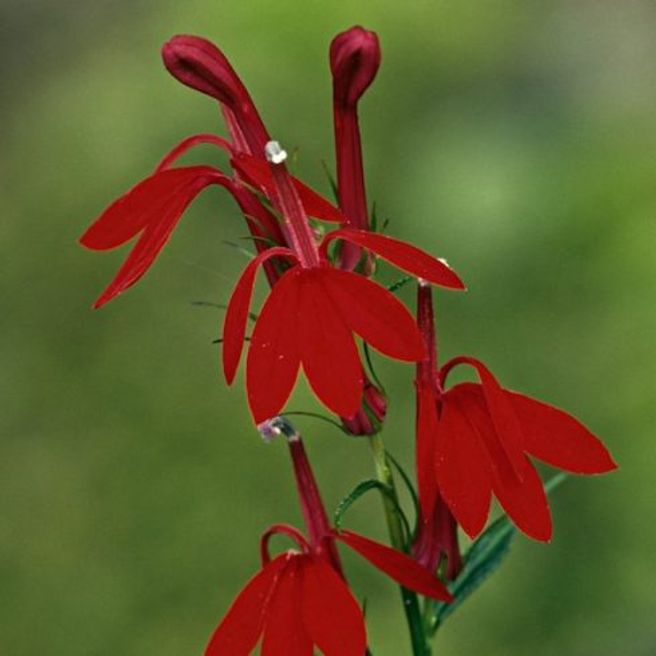 Native Canadian Plants to Grow by Province