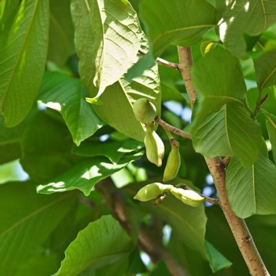Native Canadian Plants to Grow by Province