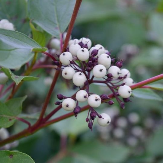 Native Canadian Plants to Grow by Province