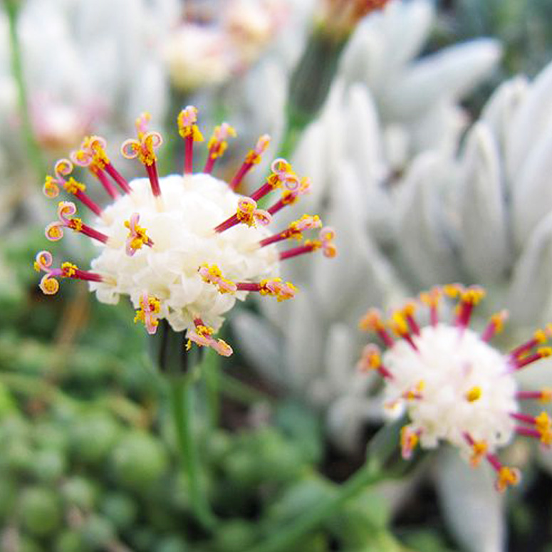 20 Indoor and Outdoor Plants That Will Flower in Winter
