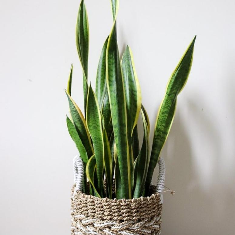 10 Tall Potted Plants That Add a Touch of Luxury