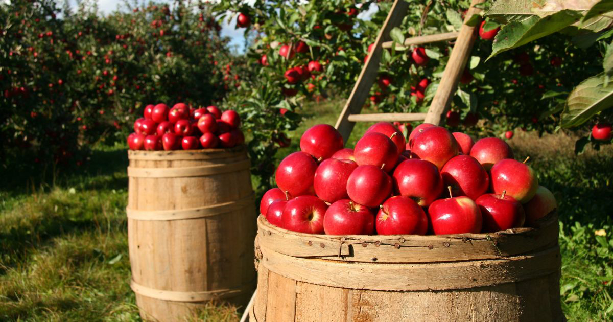 The Best Fruit Trees You Can Grow by Province