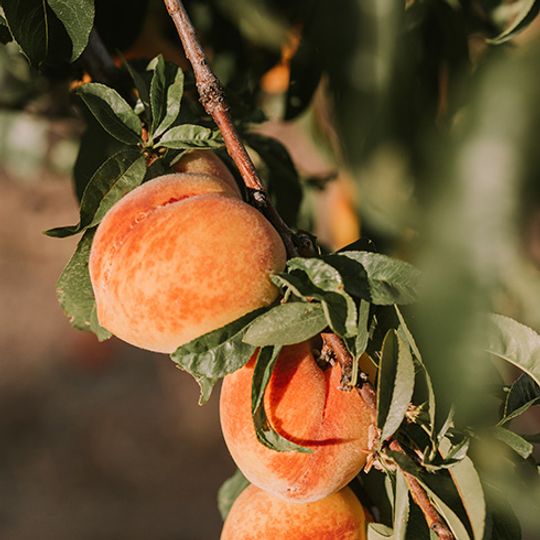 The Best Fruit Trees You Can Grow by Province