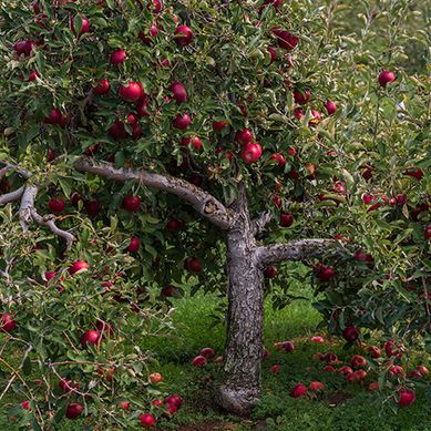 The Best Fruit Trees You Can Grow by Province