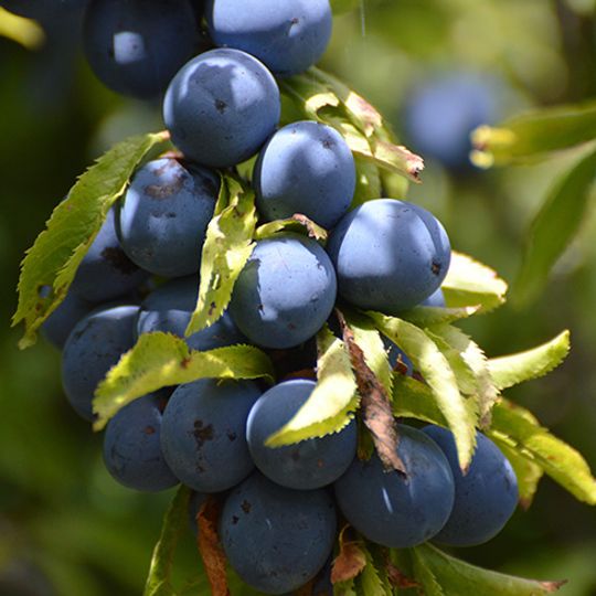 The Best Fruit Trees You Can Grow by Province