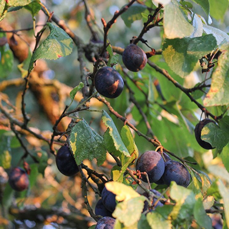 The Best Fruit Trees You Can Grow by Province