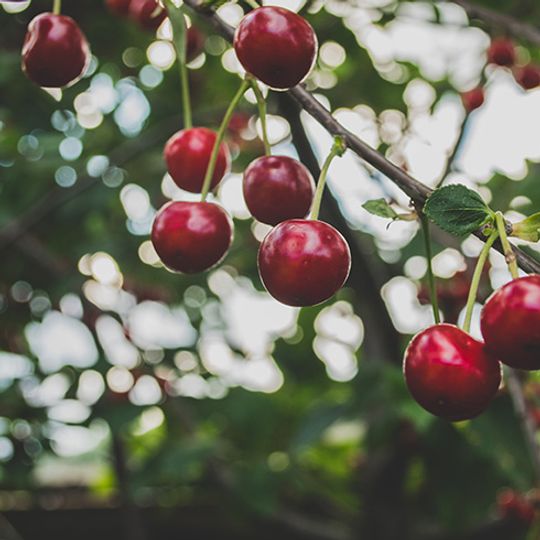 The Best Fruit Trees You Can Grow by Province