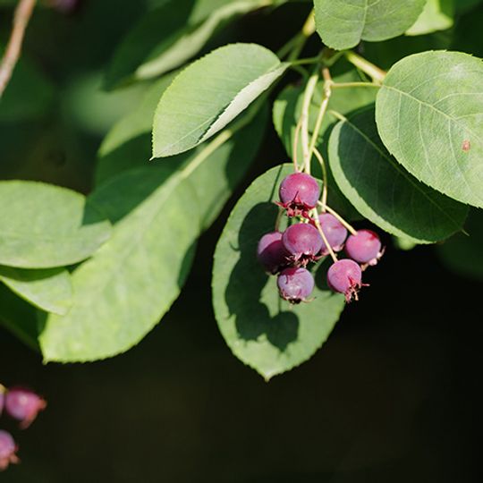 The Best Fruit Trees You Can Grow by Province