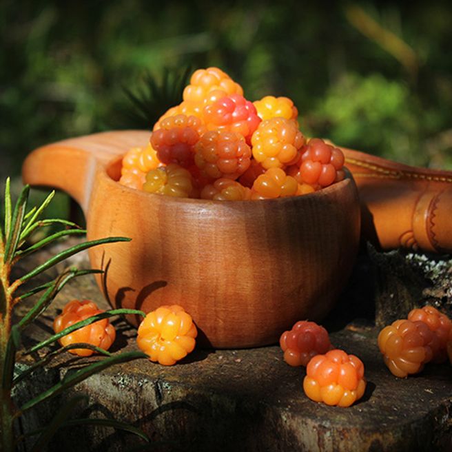 The Best Berry Bushes You Can Grow By Province - Home Network