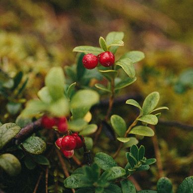 The Best Berry Bushes You Can Grow By Province - Home Network