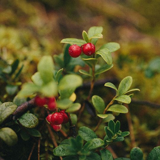 The Best Berry Bushes You Can Grow By Province - Home Network