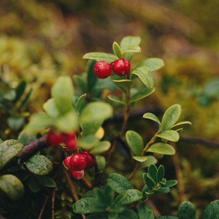 The Best Berry Bushes You Can Grow By Province - Home Network