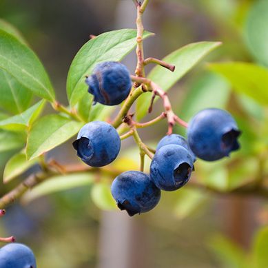 The Best Berry Bushes You Can Grow By Province - Home Network