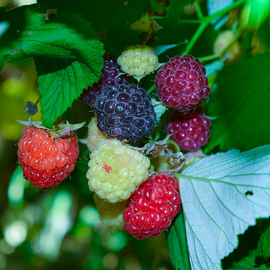 The Best Berry Bushes You Can Grow By Province - Home Network