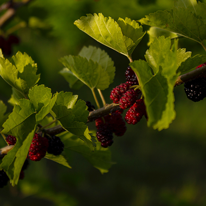 The Best Berry Bushes You Can Grow By Province - Home Network