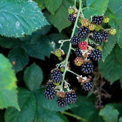 The Best Berry Bushes You Can Grow By Province - Home Network