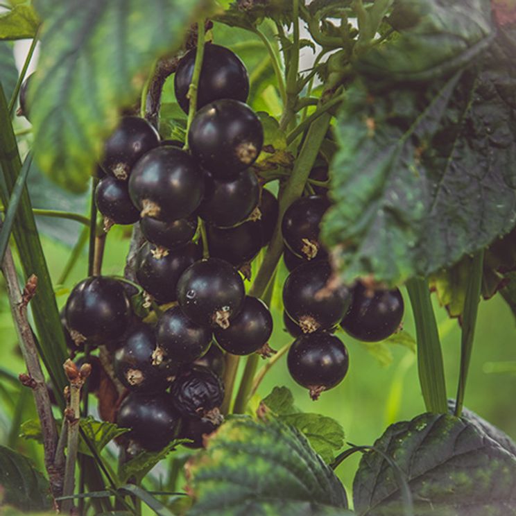 The Best Berry Bushes You Can Grow By Province - Home Network