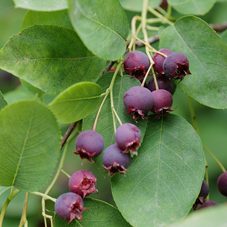 The Best Berry Bushes You Can Grow By Province - Home Network