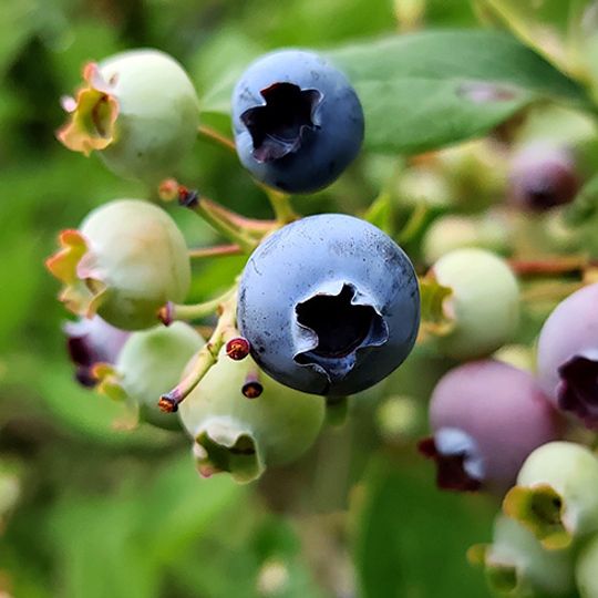 The Best Berry Bushes You Can Grow By Province - Home Network