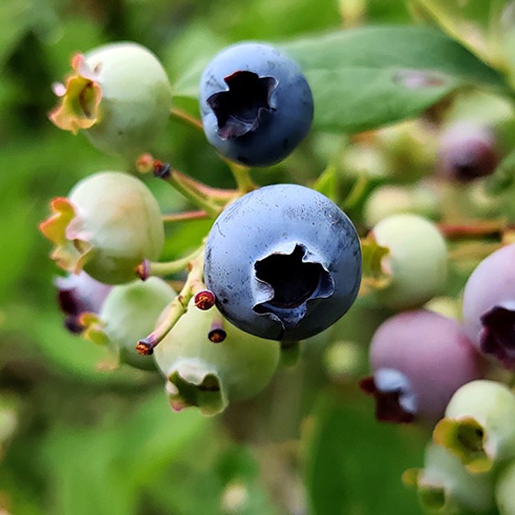 The Best Berry Bushes You Can Grow By Province - Home Network
