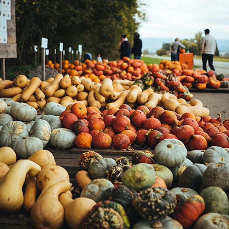 The Easiest Vegetables to Grow in Each Canadian Province