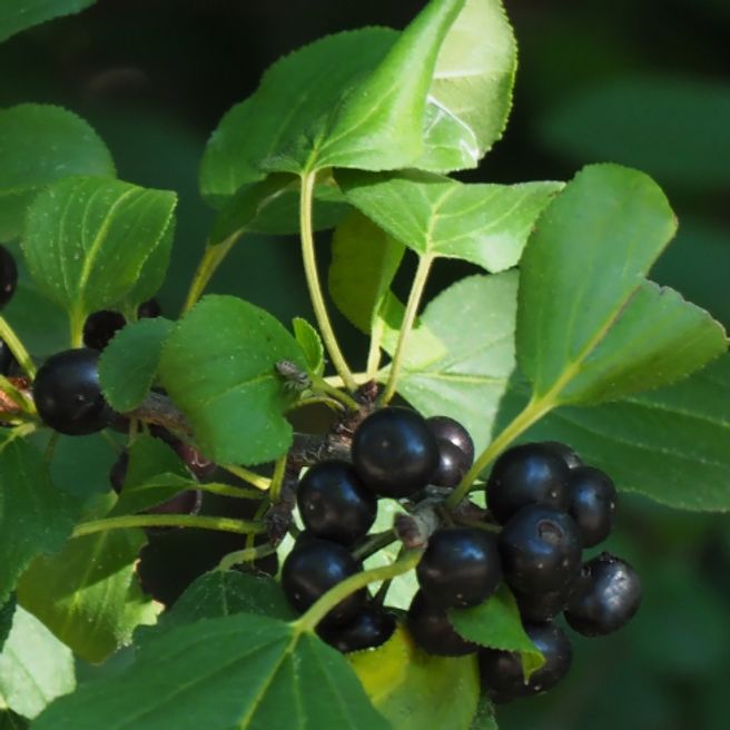 Most Invasive Plants in Canada | Home Network