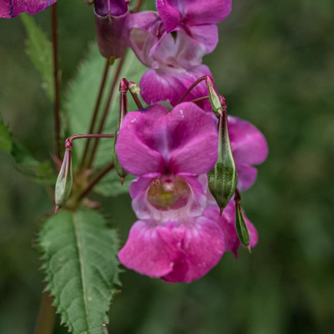 Most Invasive Plants in Canada | Home Network
