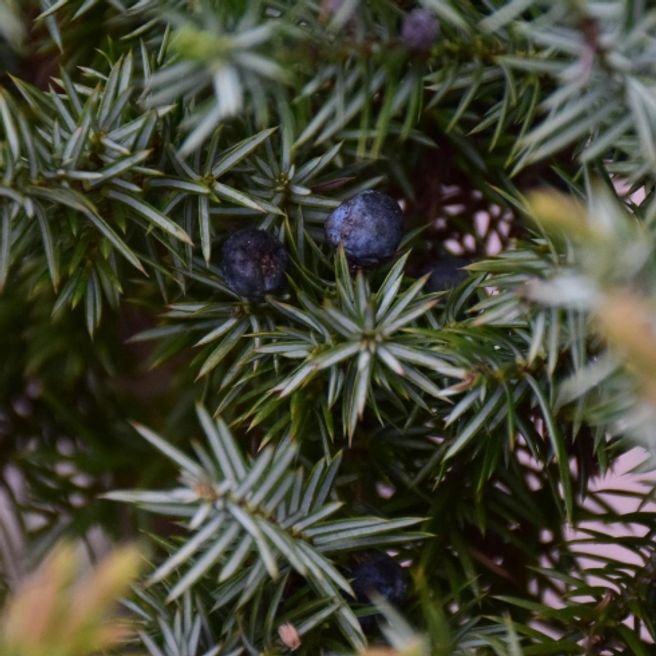 Winter-Friendly Canadian Plants That Will Survive in the Cold