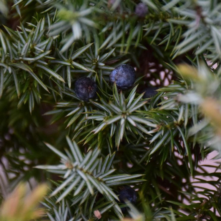 Winter-Friendly Canadian Plants That Will Survive in the Cold