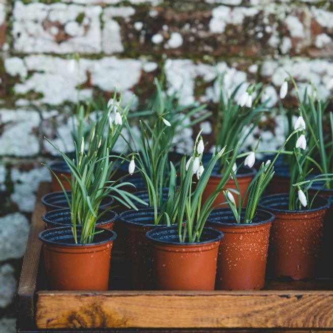 Winter-Friendly Canadian Plants That Will Survive in the Cold