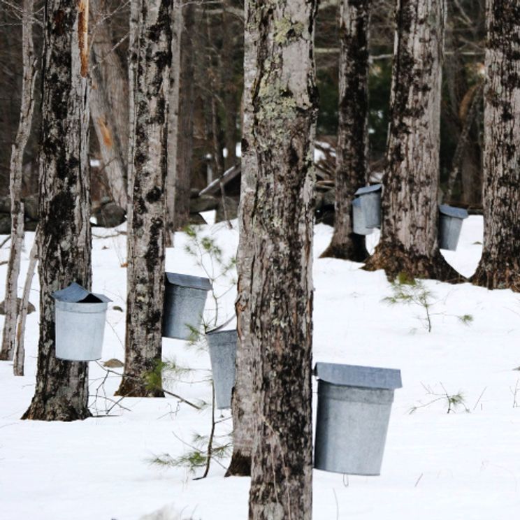 Winter-Friendly Canadian Plants That Will Survive in the Cold