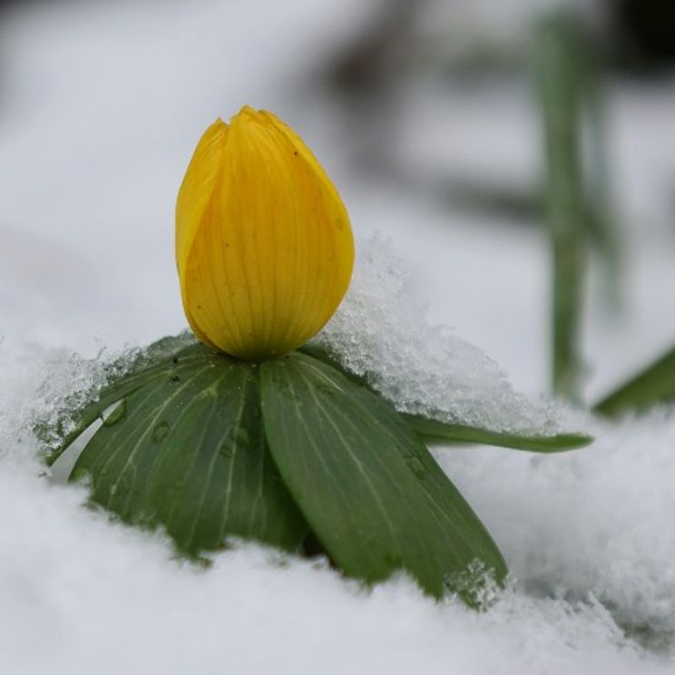 Winter-Friendly Canadian Plants That Will Survive in the Cold