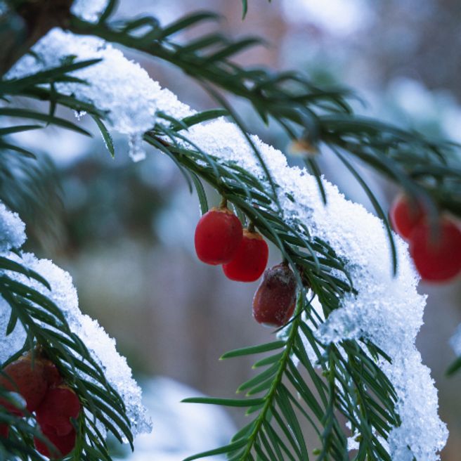 Winter-Friendly Canadian Plants That Will Survive in the Cold