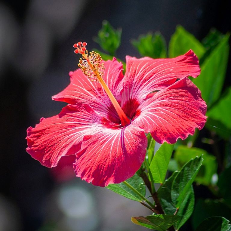 Winter-Friendly Canadian Plants That Will Survive in the Cold